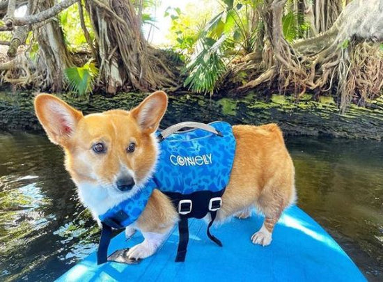 Connelly Dog Neoprene Vest - Bella - Stylish & Safe